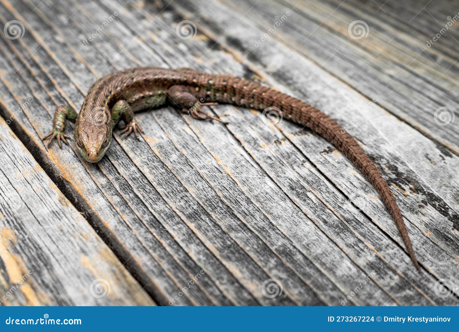 Lizard stock photo. Image of wild, small, crawler, gray - 273267224