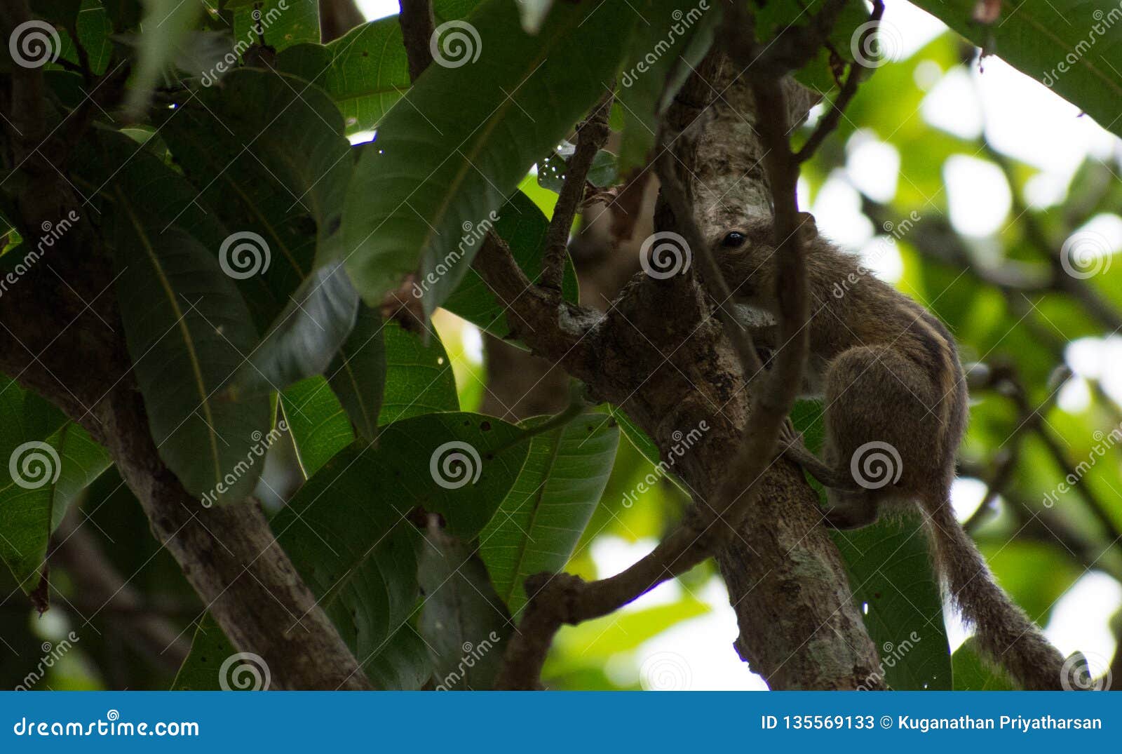 The nimble squirrel stock image. Image of outdoors, panoramic - 135569133