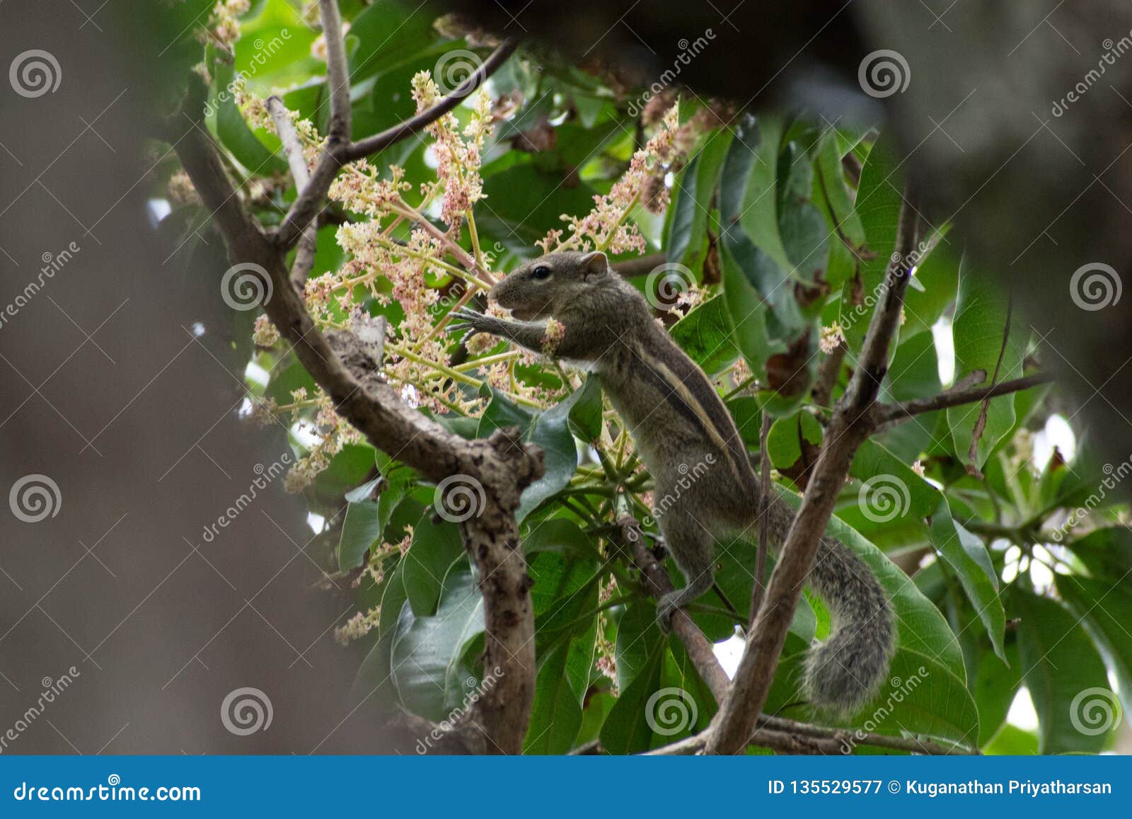 The nimble squirrel stock image. Image of lanka, five - 135529577