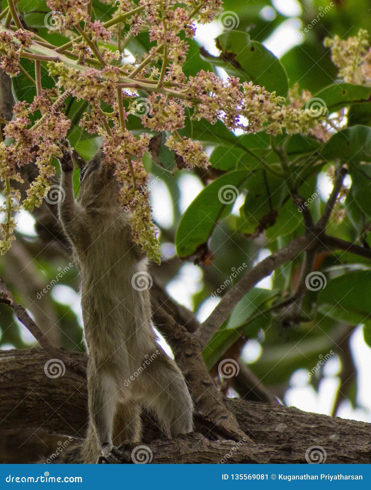 The nimble squirrel stock image. Image of flowers, nature - 135569081