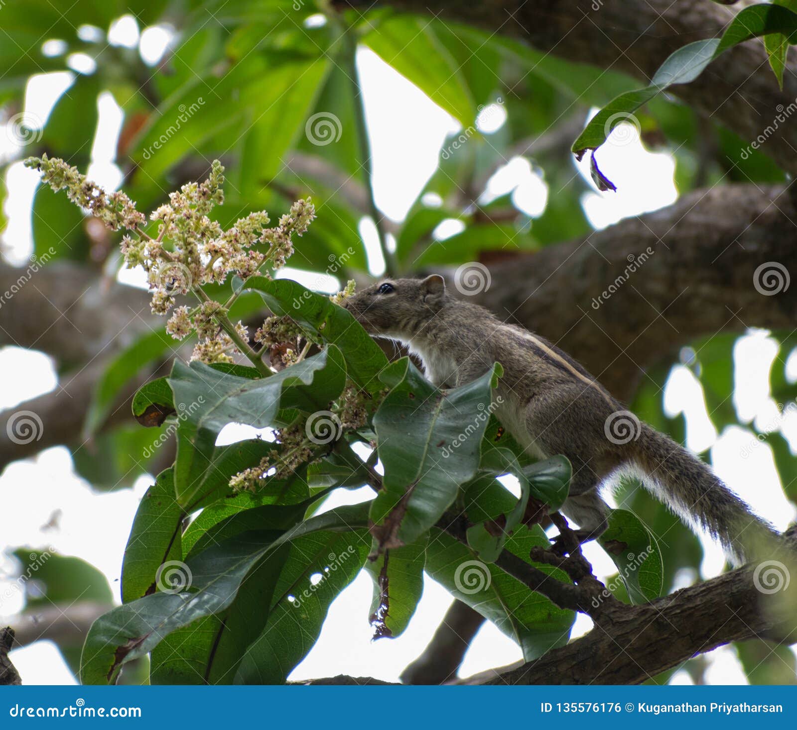 The nimble squirrel stock photo. Image of panoramic - 135576176