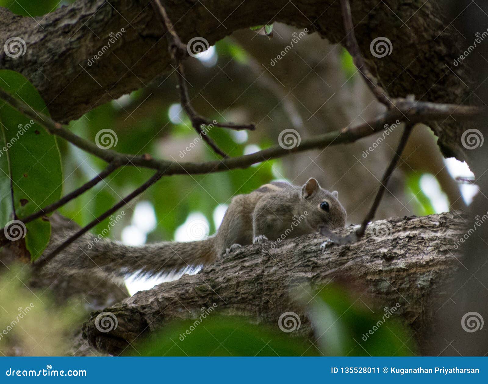 The nimble squirrel stock image. Image of park, india - 135528011