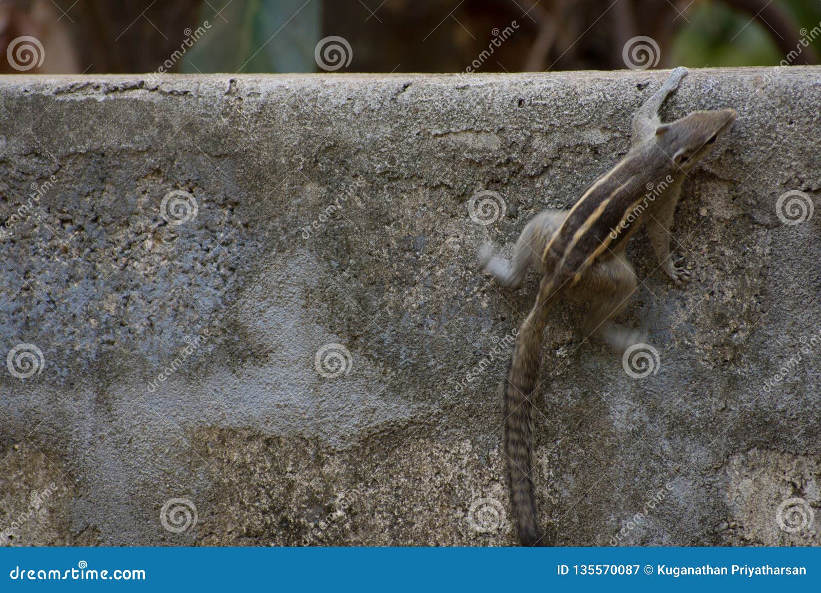 The nimble squirrel stock image. Image of sciuridae - 135570087