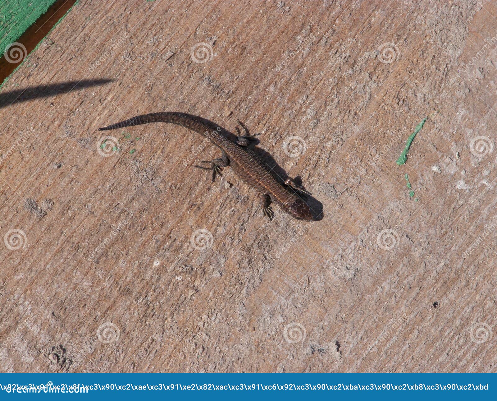 A Nimble Lizard, or an Agile Lizard Stock Photo - Image of world ...