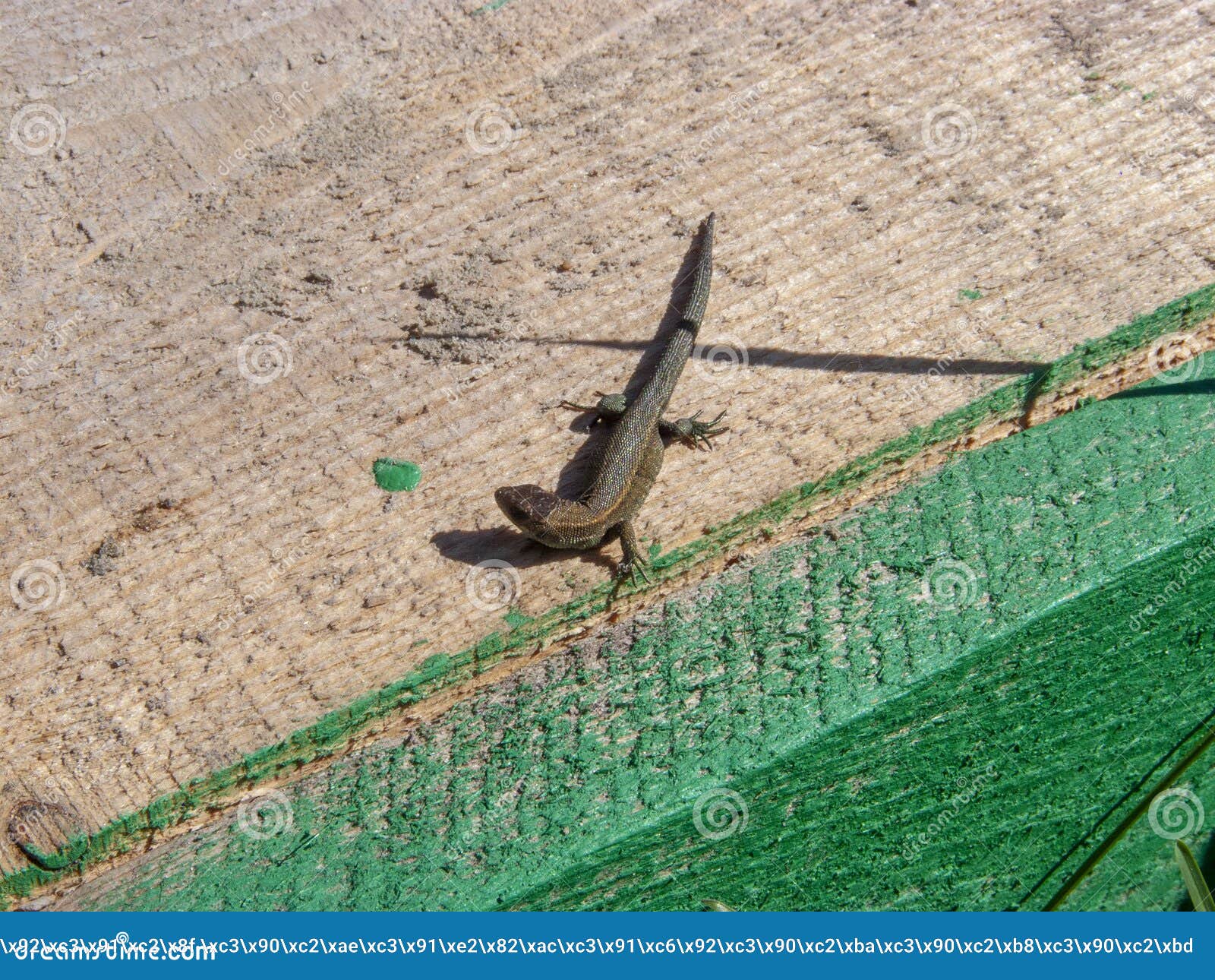 A Nimble Lizard, or an Agile Lizard Stock Image - Image of wild ...