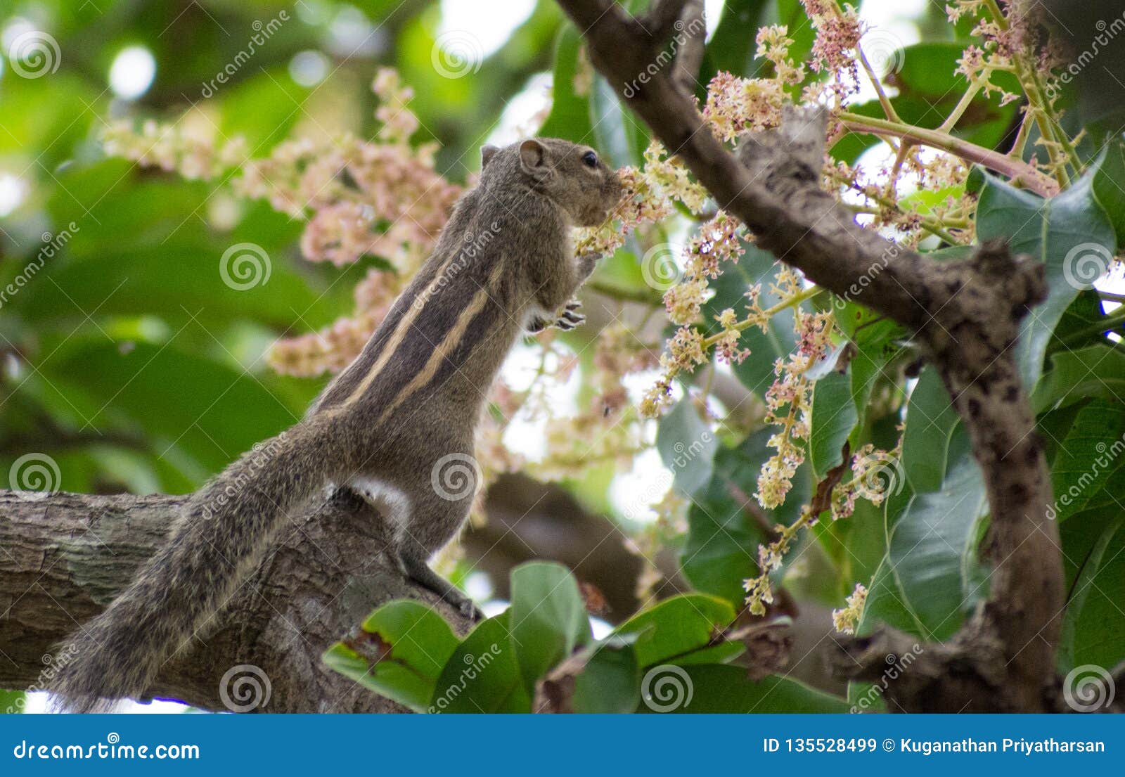 The nimble squirrel stock image. Image of garden, funambulus - 135528499