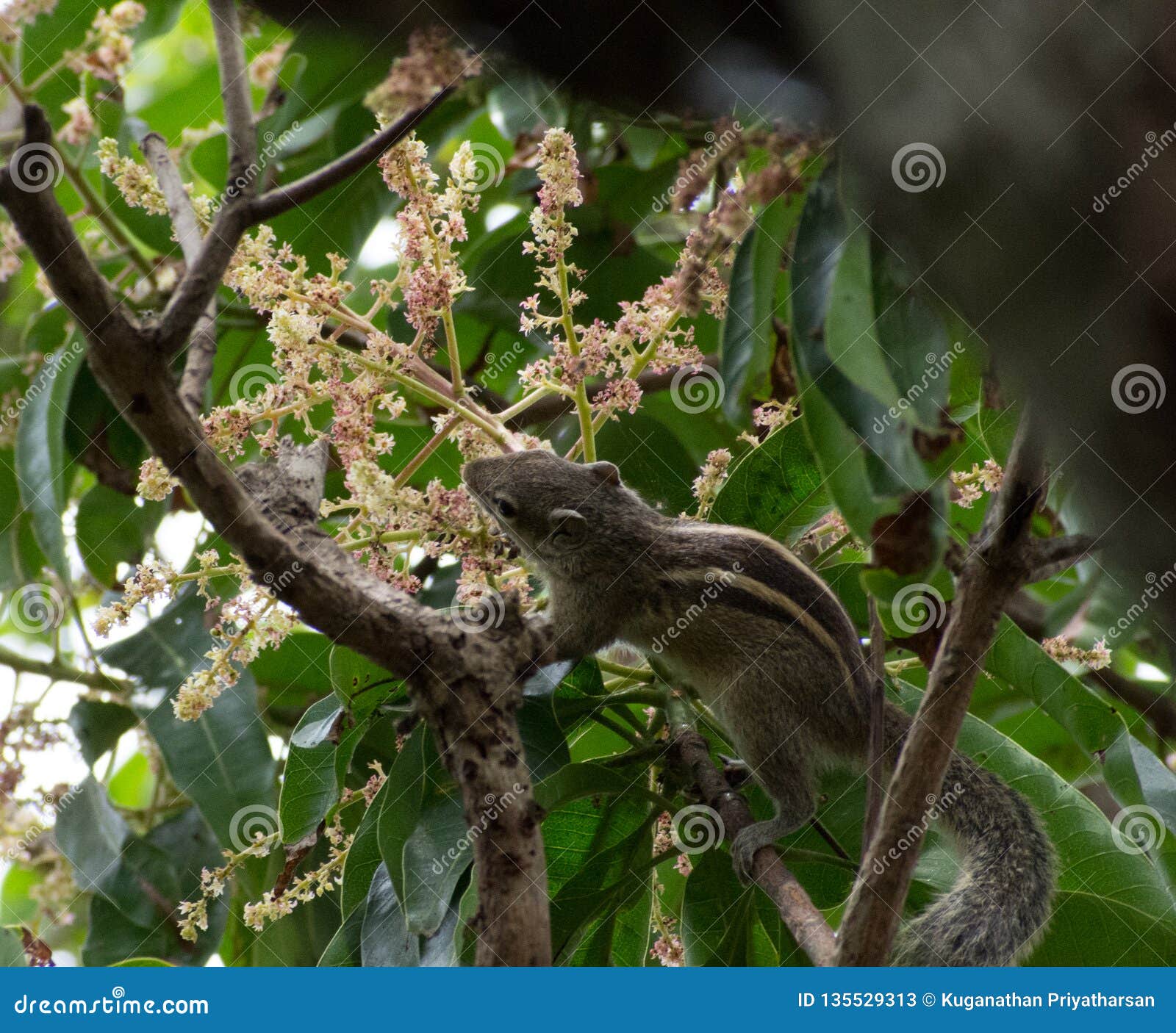 The nimble squirrel stock image. Image of lanka, palmarum - 135529313