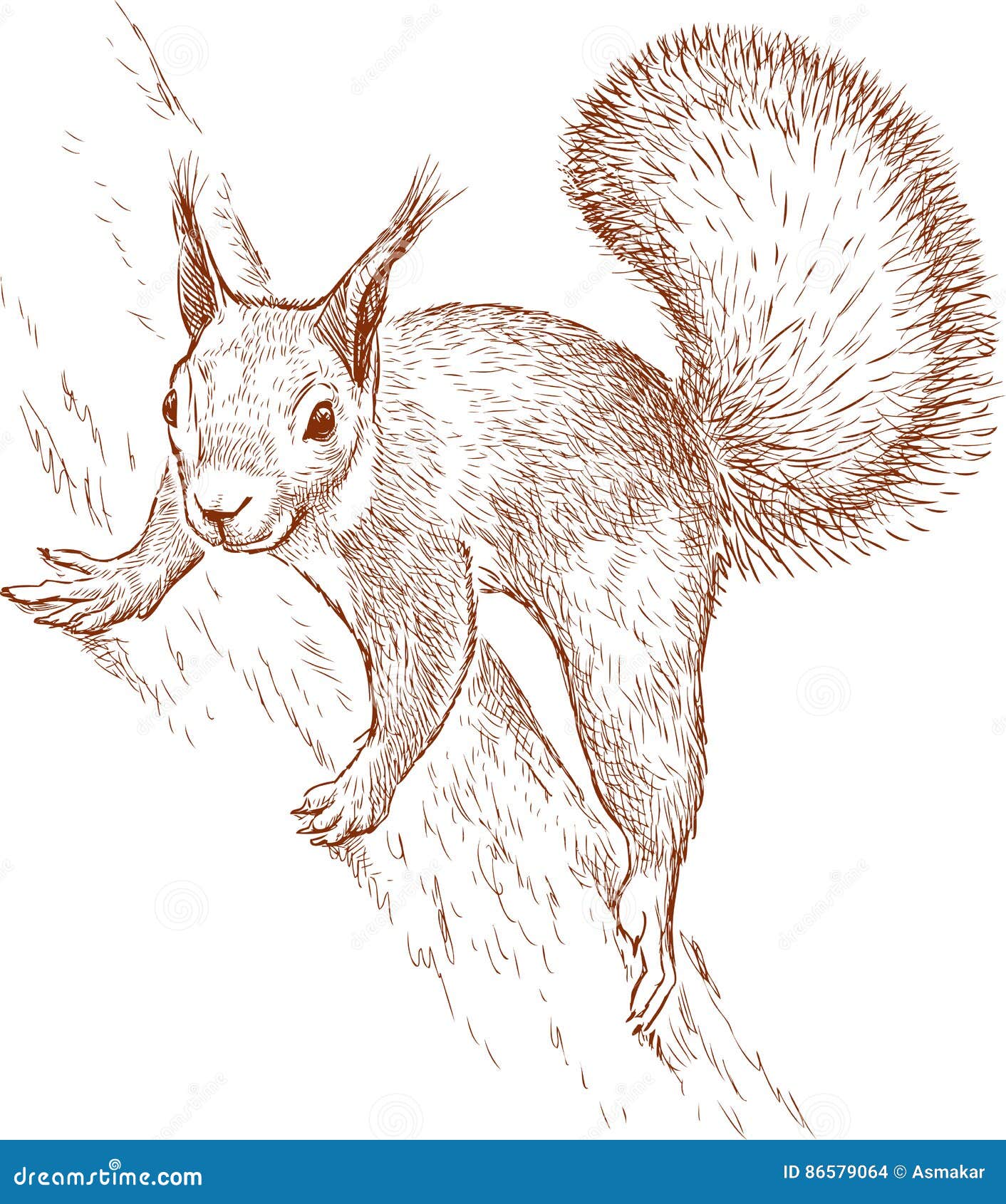 Nimble squirrel on a tree stock vector. Illustration of drawing - 86579064