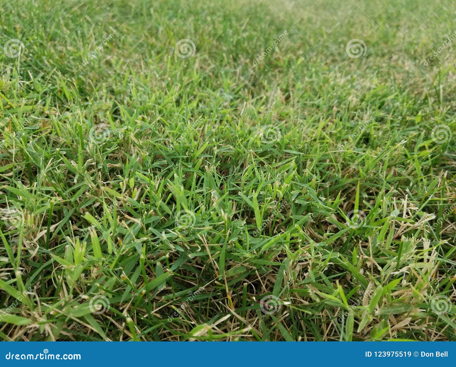 Nimblewill weed grass stock image. Image of nimbelwill - 123975519