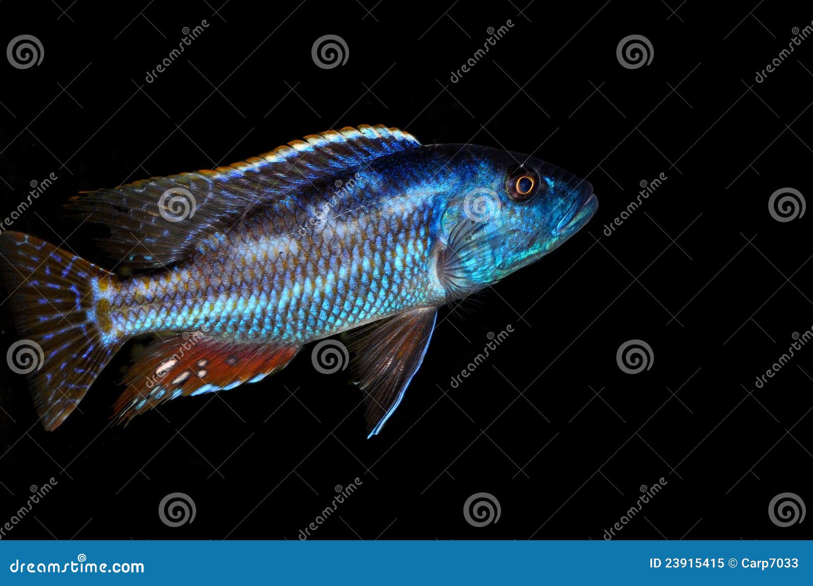 Fusco Cichlid