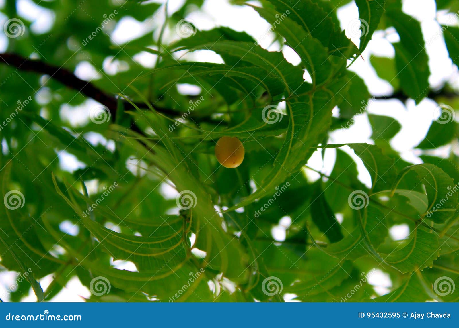 Nimboli en un Neem imagen de archivo. Imagen de hojas - 95432595