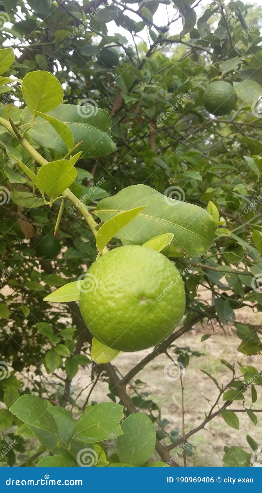 Nimbu in a tree stock photo. Image of green, food, tree - 190969406