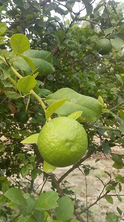 Nimbu in a tree stock photo. Image of green, food, tree - 190969406