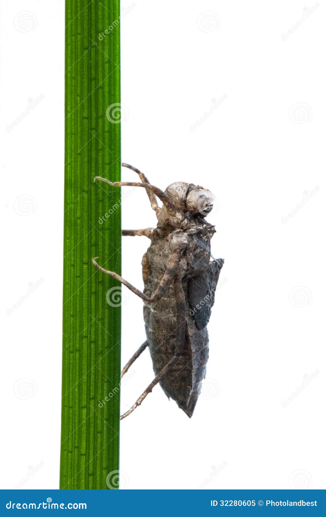 Nimf van de libel stock afbeelding. Image of ogen, leven - 32280605