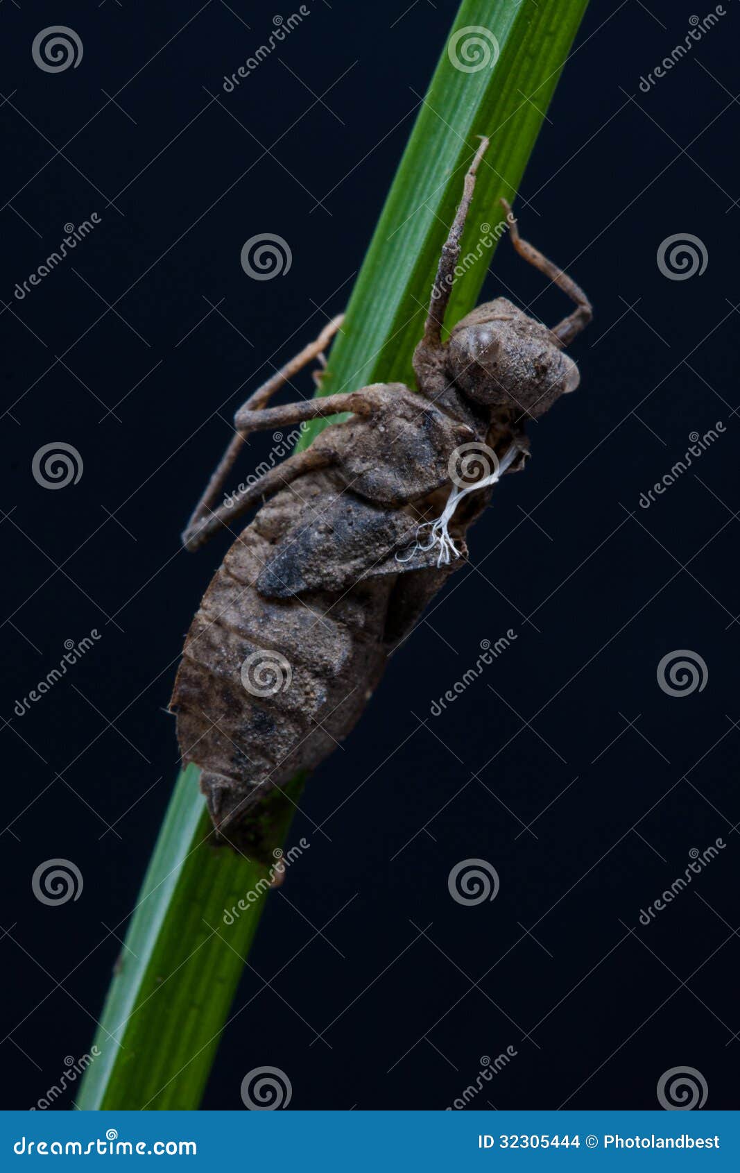 Nimf van de libel stock foto. Image of metamorfose, rijp - 32305444