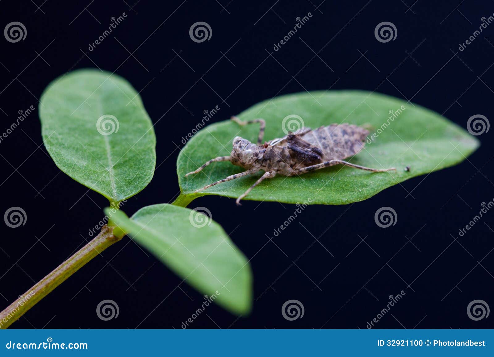 Nimf van de libel stock foto. Image of dier, larve, huid - 32921100