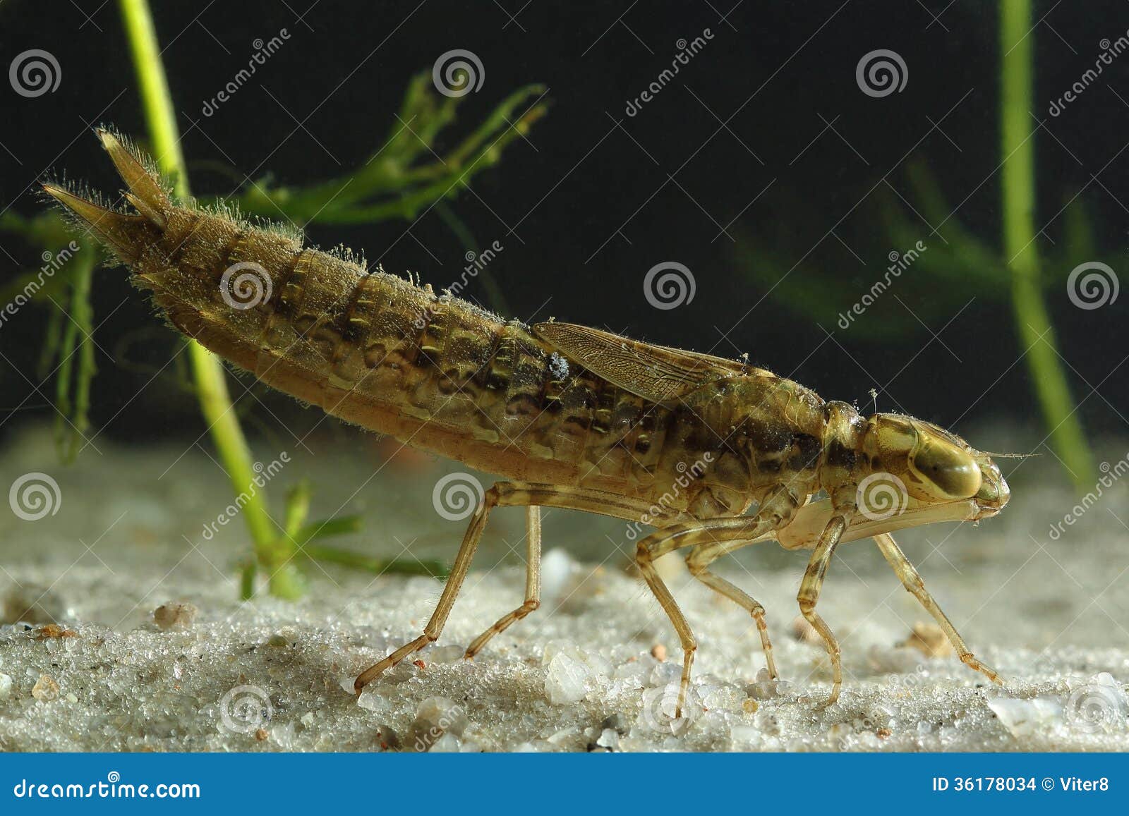 Nimf van libel stock foto. Image of aquatisch, water - 36178034