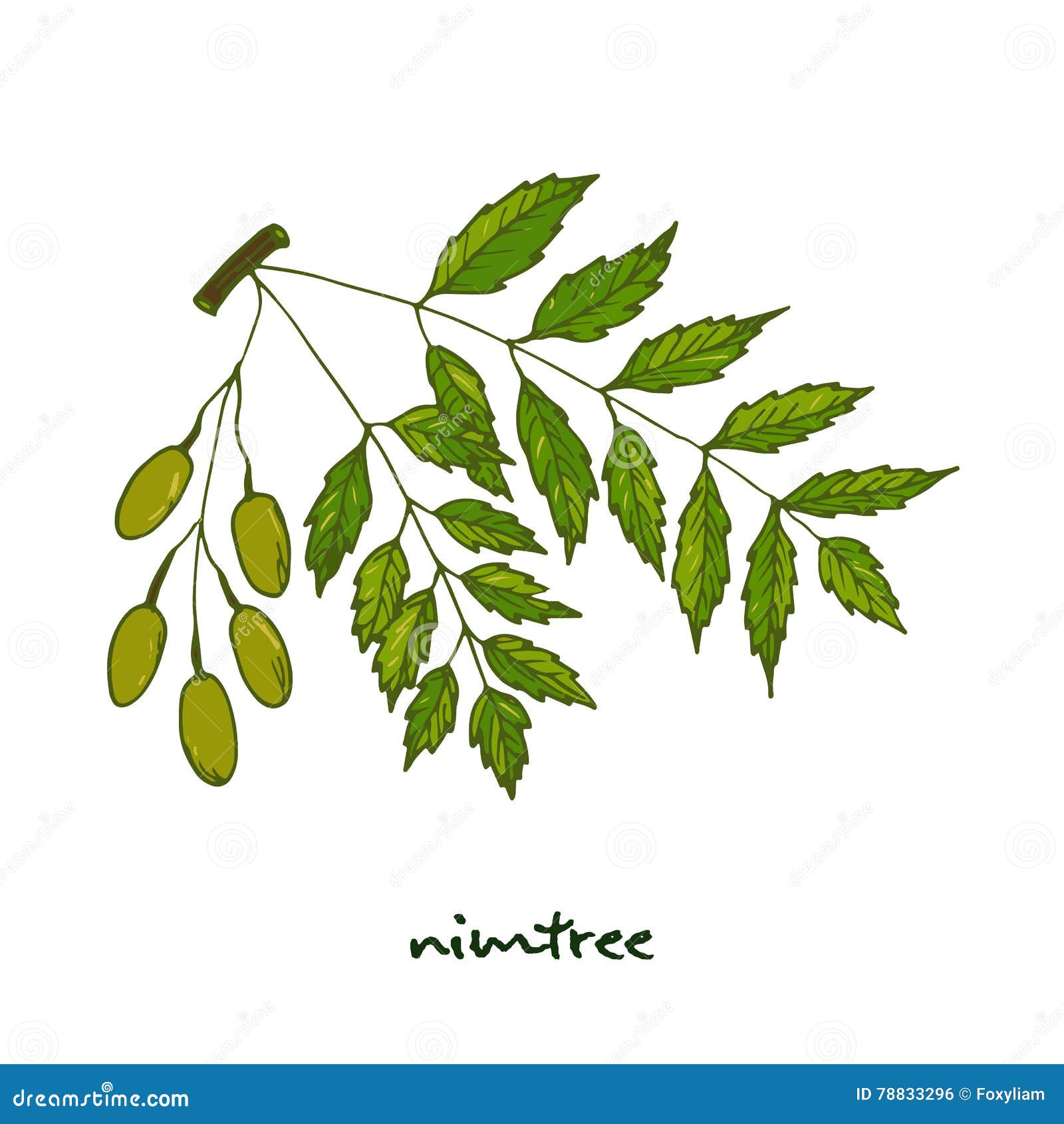 Nimtree, medicinal plant stock vector. Illustration of banner - 78833296