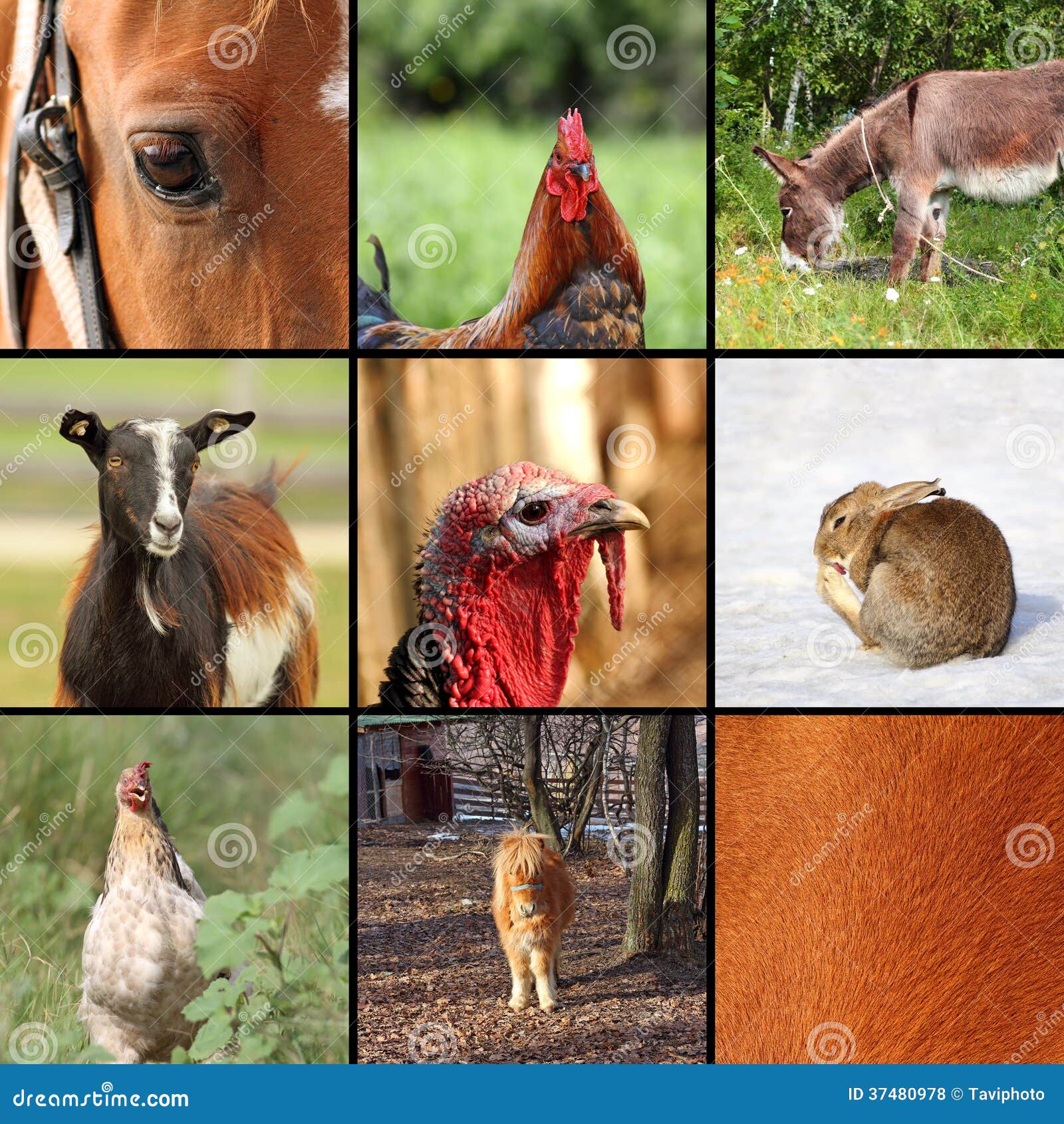 Nine animals from the farm stock photo. Image of collage - 37480978
