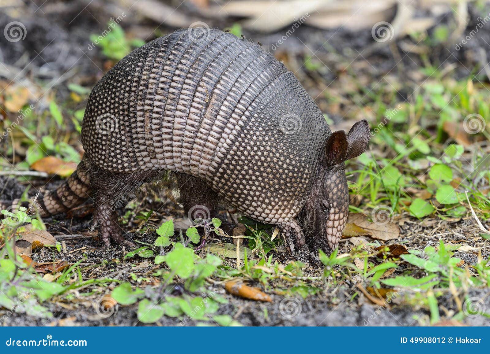 Nine-banded armadillo stock photo. Image of skin, mammal - 49908012