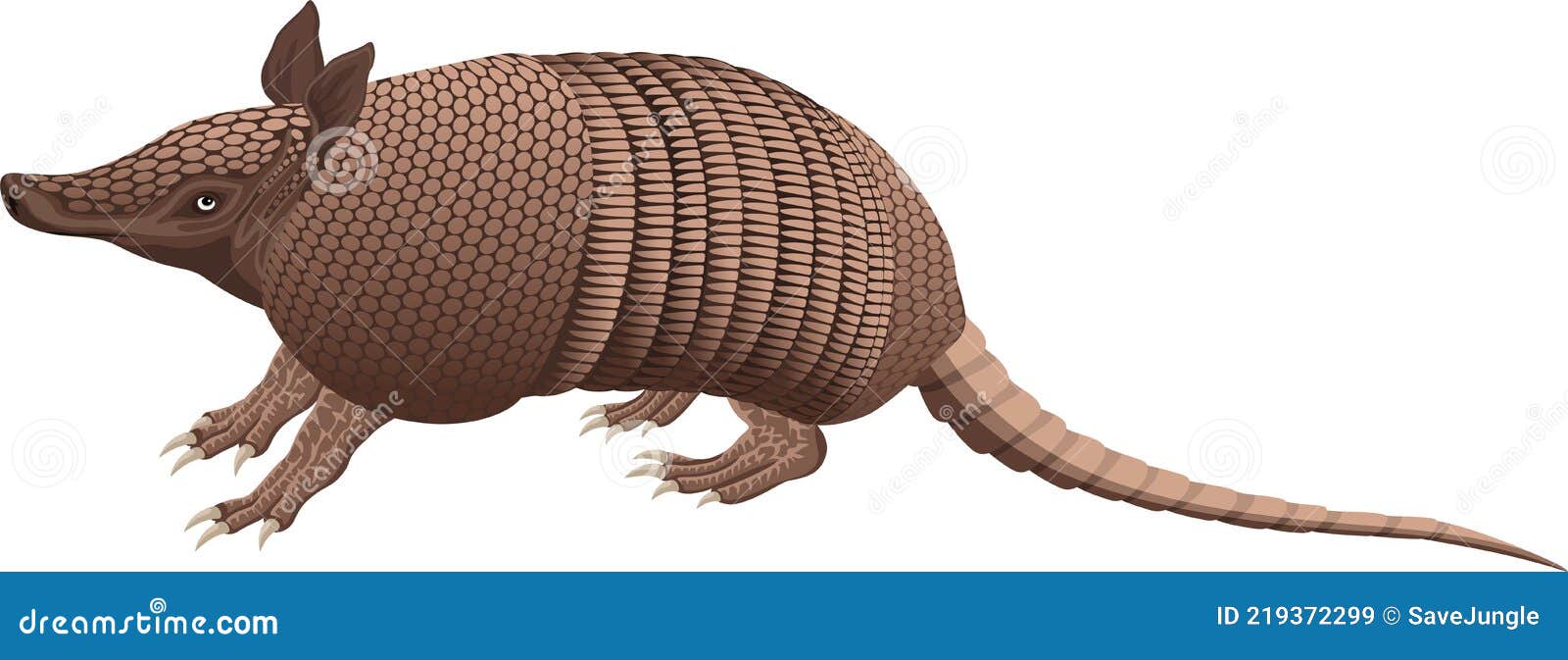 Nine-banded Armadillo Dasypus Novemcinctus Showing The Tongue Cartoon ...