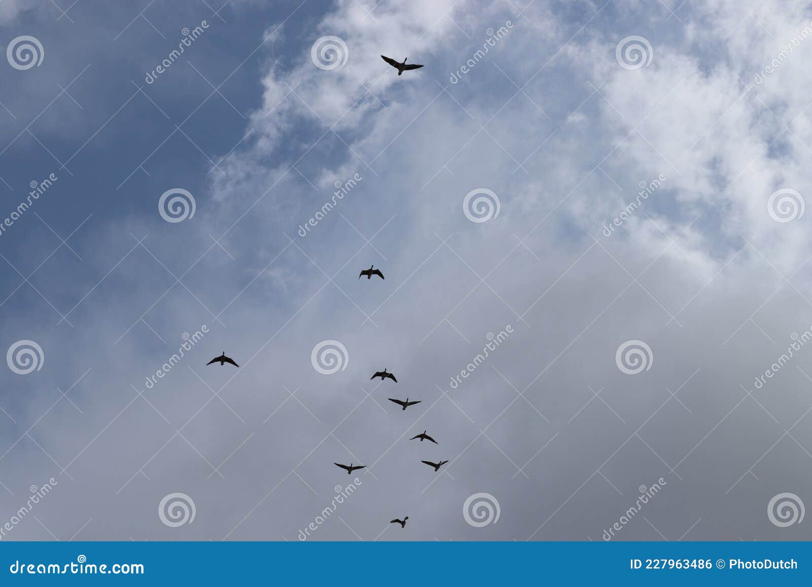 Nine birds in the sky stock photo. Image of cloud, bird - 227963486