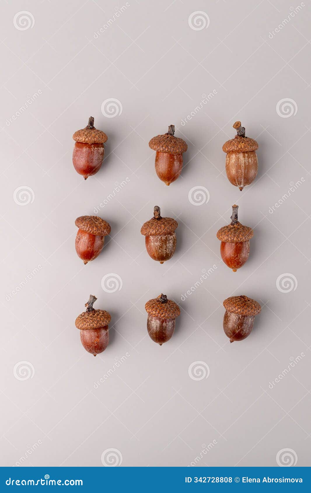 Nine Brown Acorns with Caps Arranged in a Grid Pattern on a Light Grey ...