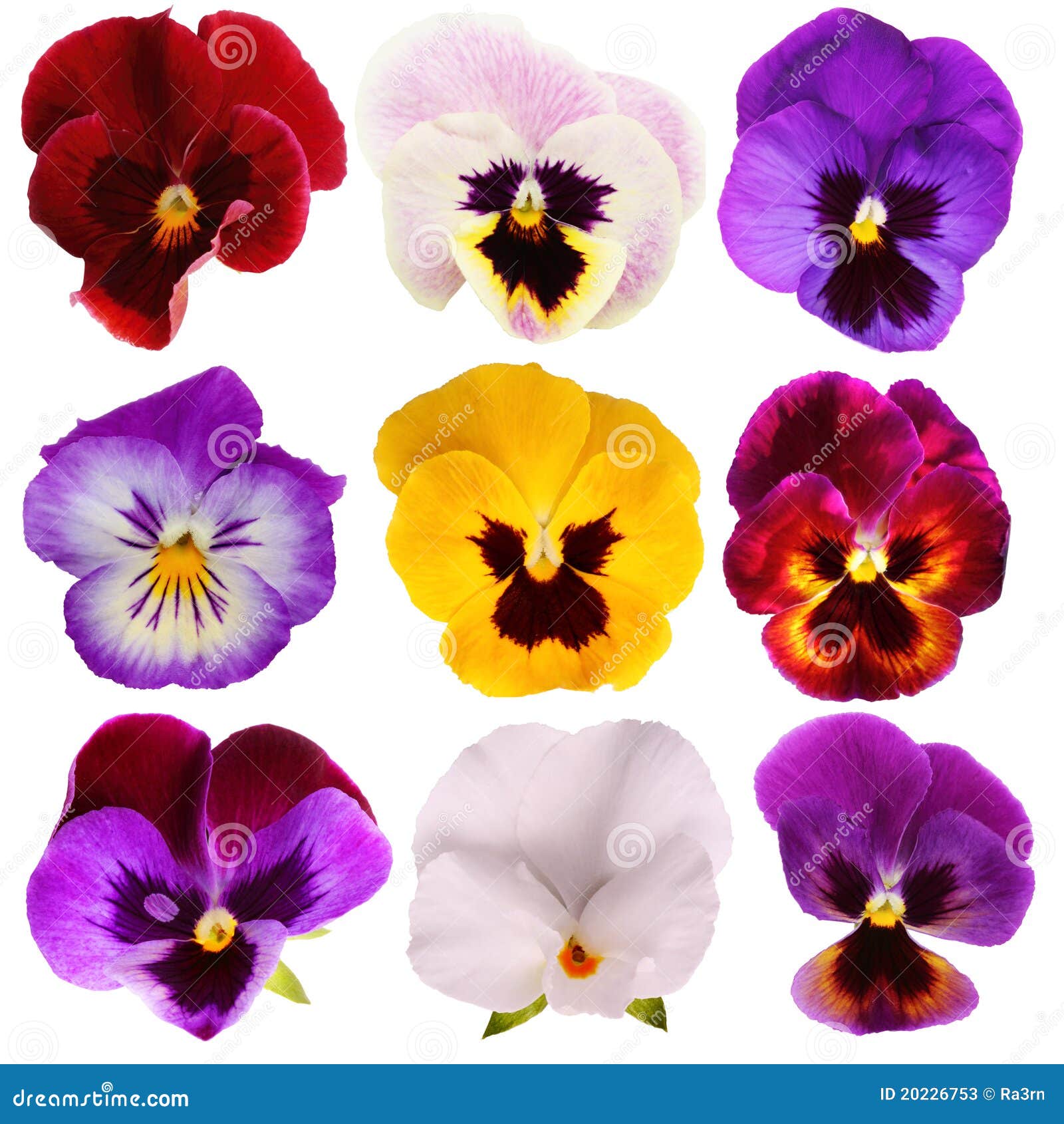 Nine different Pansies stock image. Image of pansy, element - 20226753