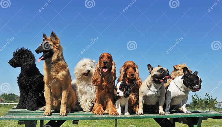 Nine dogs stock image. Image of belgian, sheepdog, cocker - 14431763