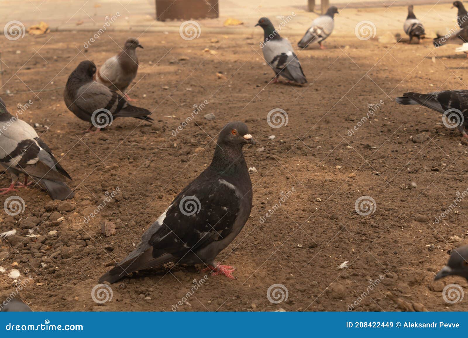 Nine Doves of Different Colors Walk the Earth Stock Image - Image of ...