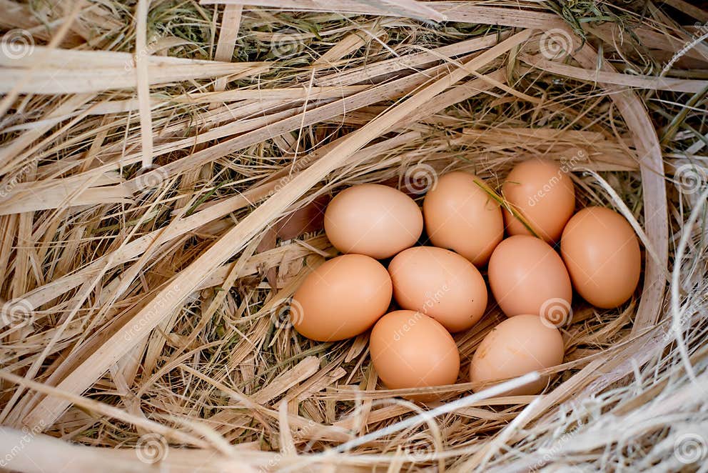 Nine eggs in the nest stock image. Image of nature, white - 254554987