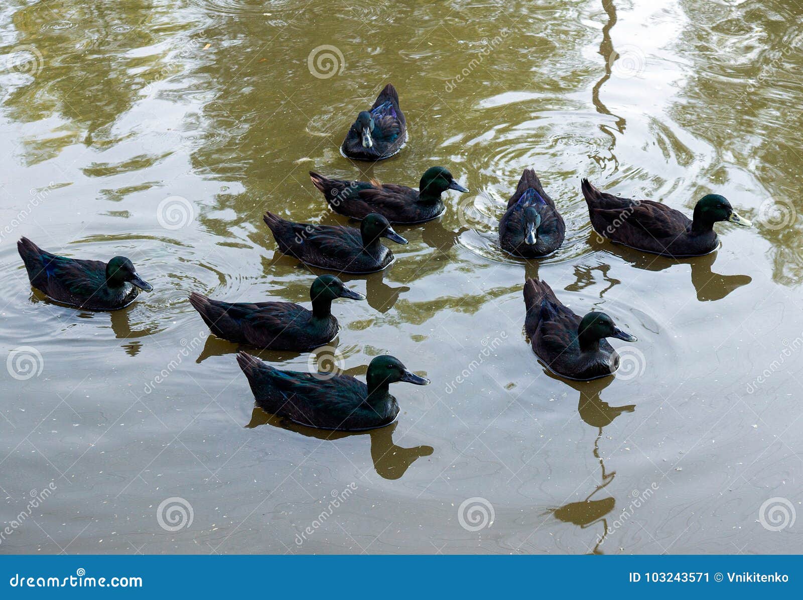 Nine Emerald Ducks stock image. Image of feather, cute - 103243571