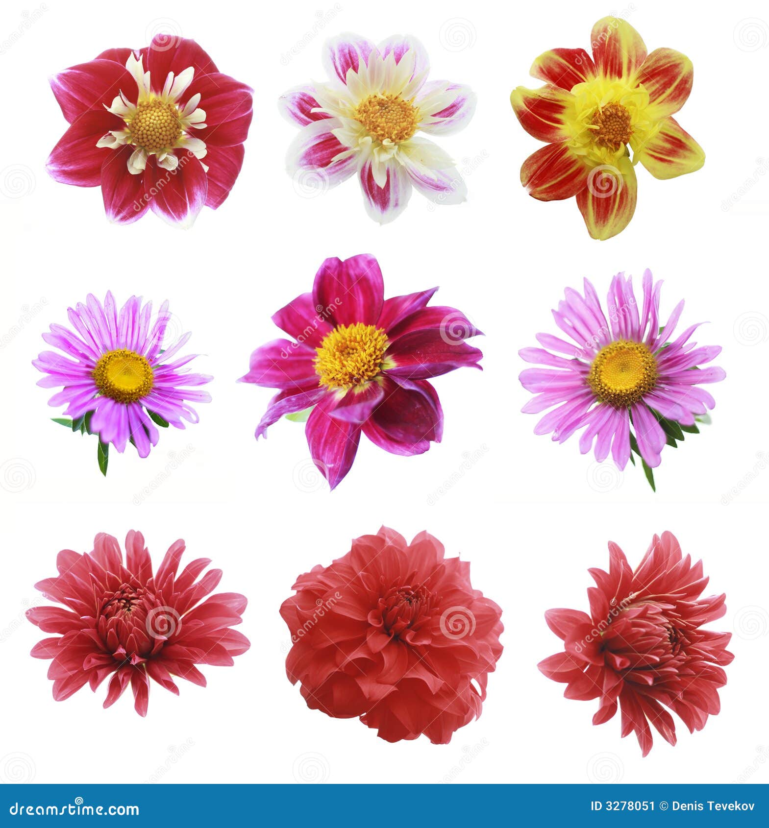 Nine Flowers Stock Image - Image: 3278051