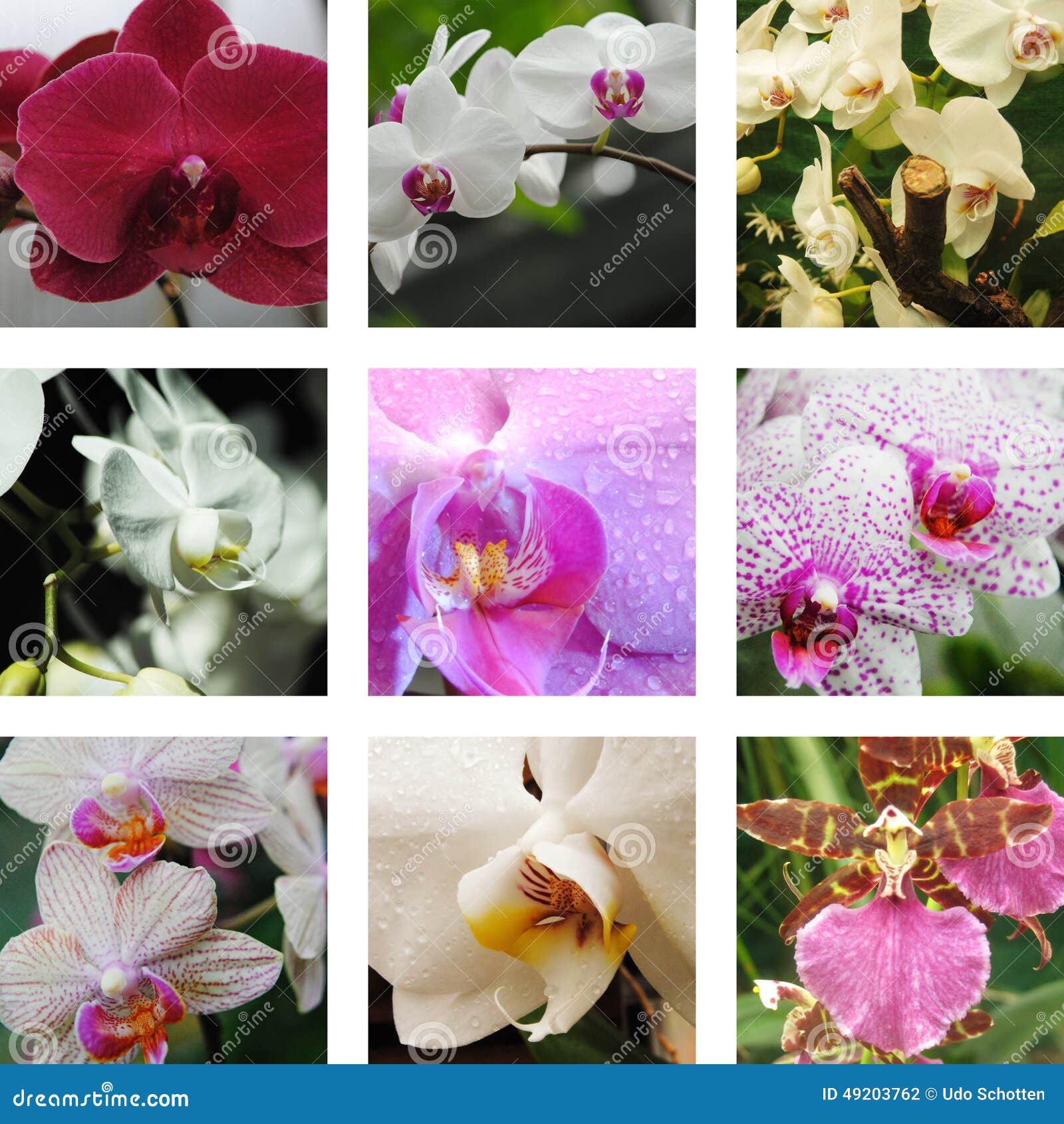 Nine flowers and orchids stock photo. Image of fresh - 49203762