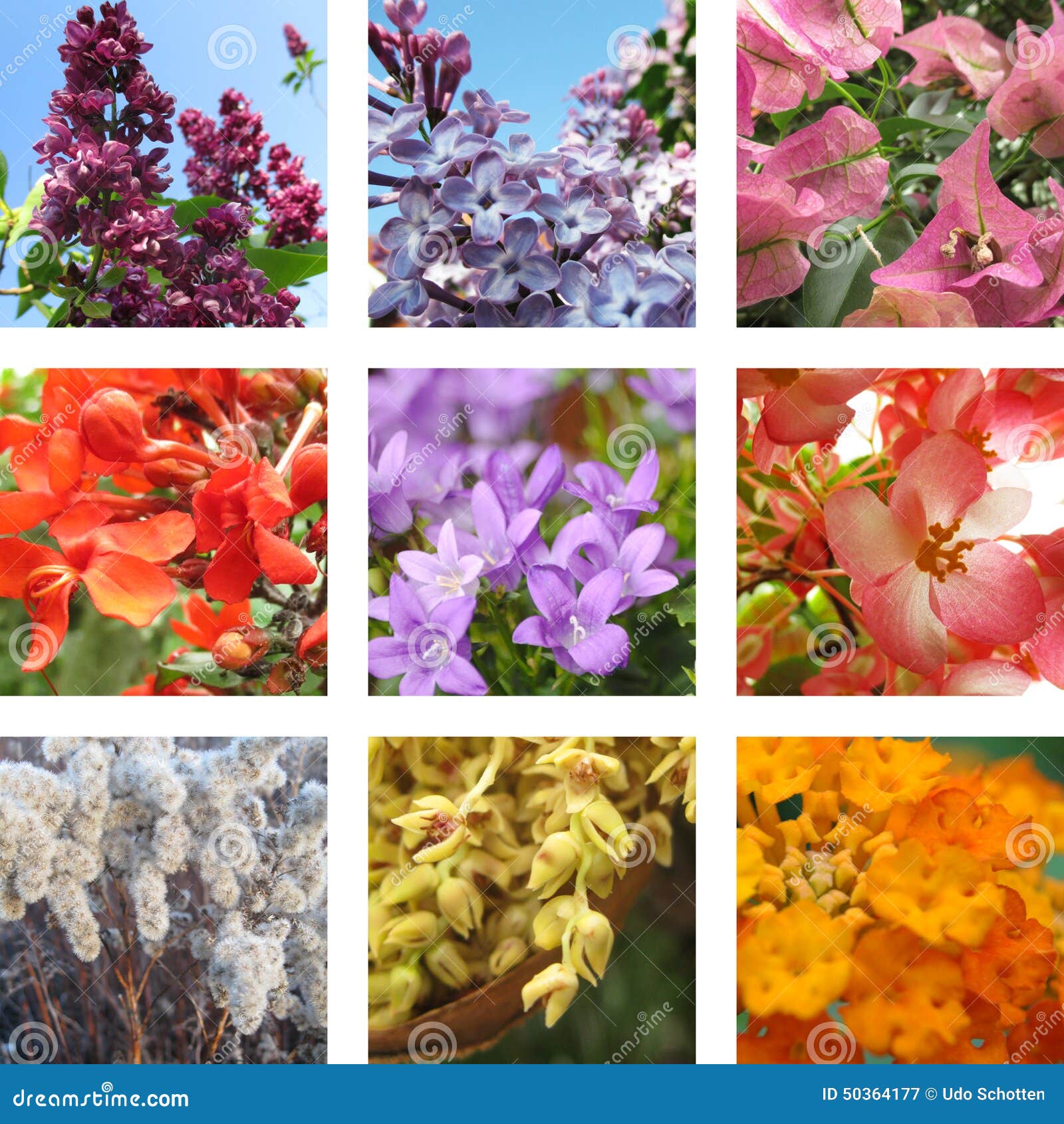 Nine garden flowers stock image. Image of beauty, plants - 50364177