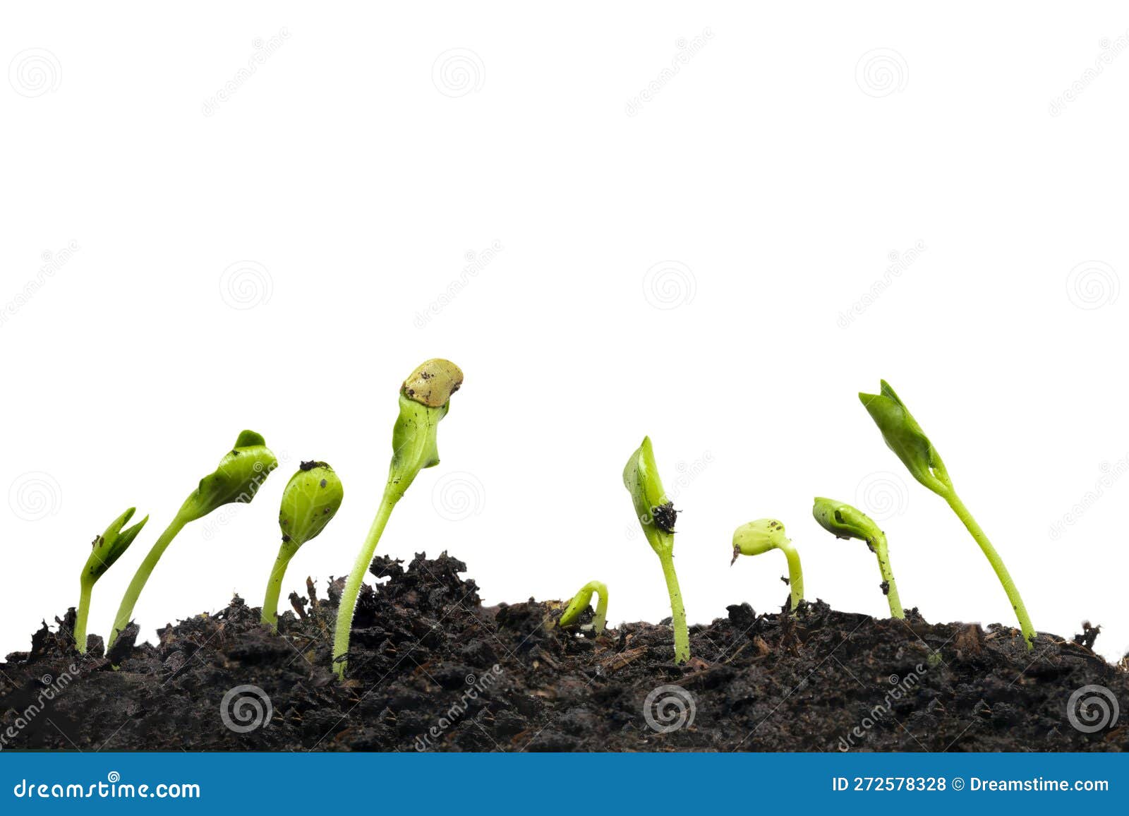 Nine Growing Squash Sprouts Isolated on Transparency Stock Photo ...