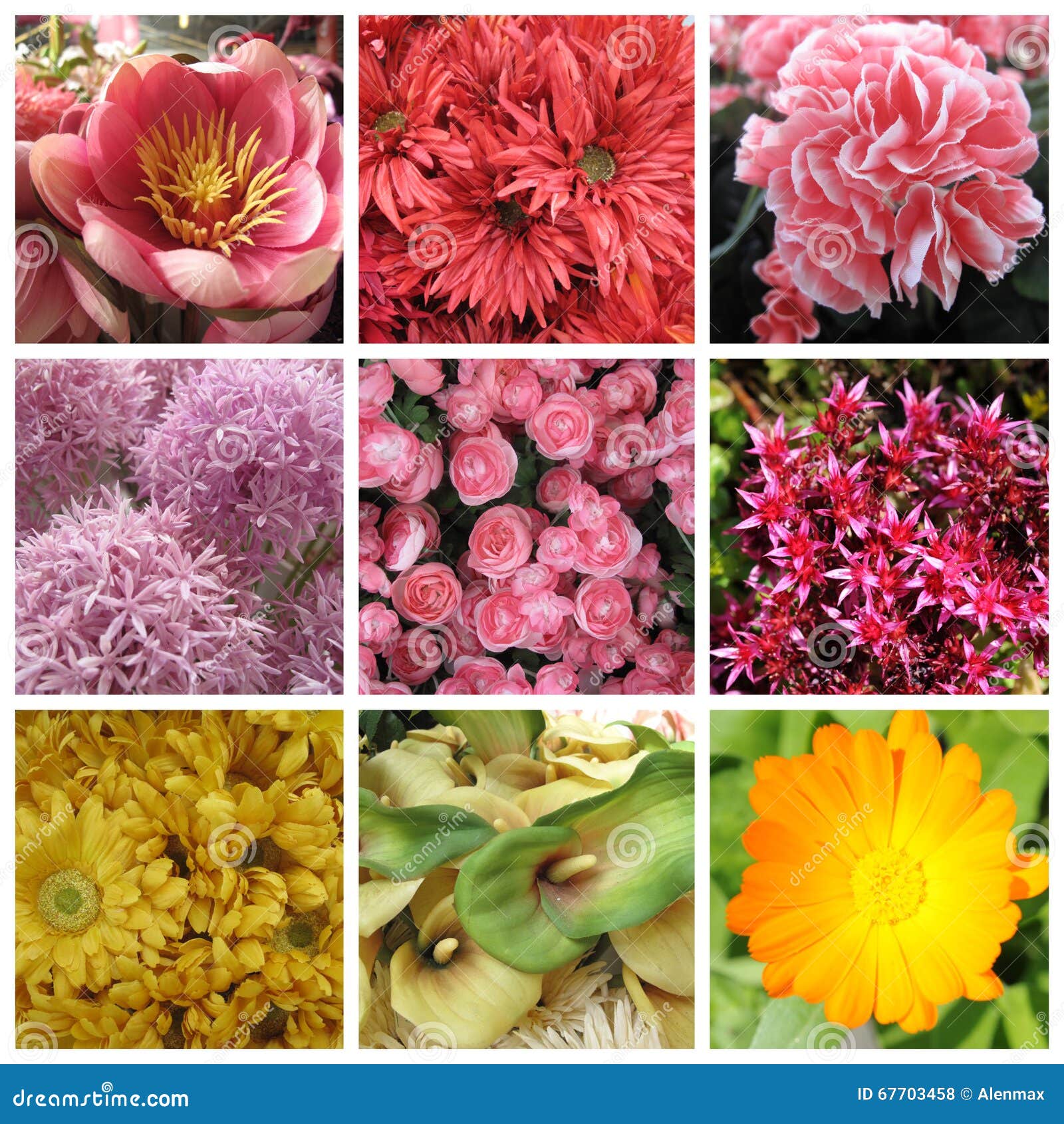 Nine images of flowers stock photo. Image of bright, blooming - 67703458