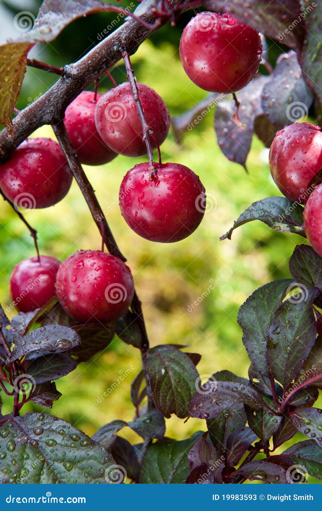 Nine Little Plums stock image. Image of cultivated, prunus - 19983593