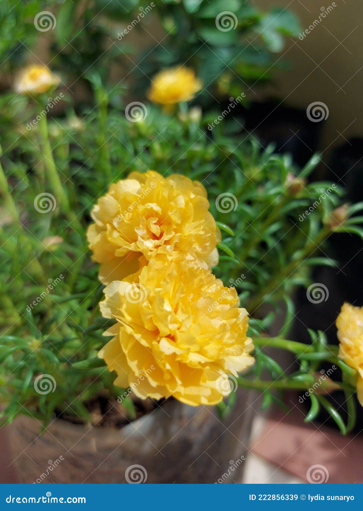 Nine o clock flower stock image. Image of morning, oclock - 222856339