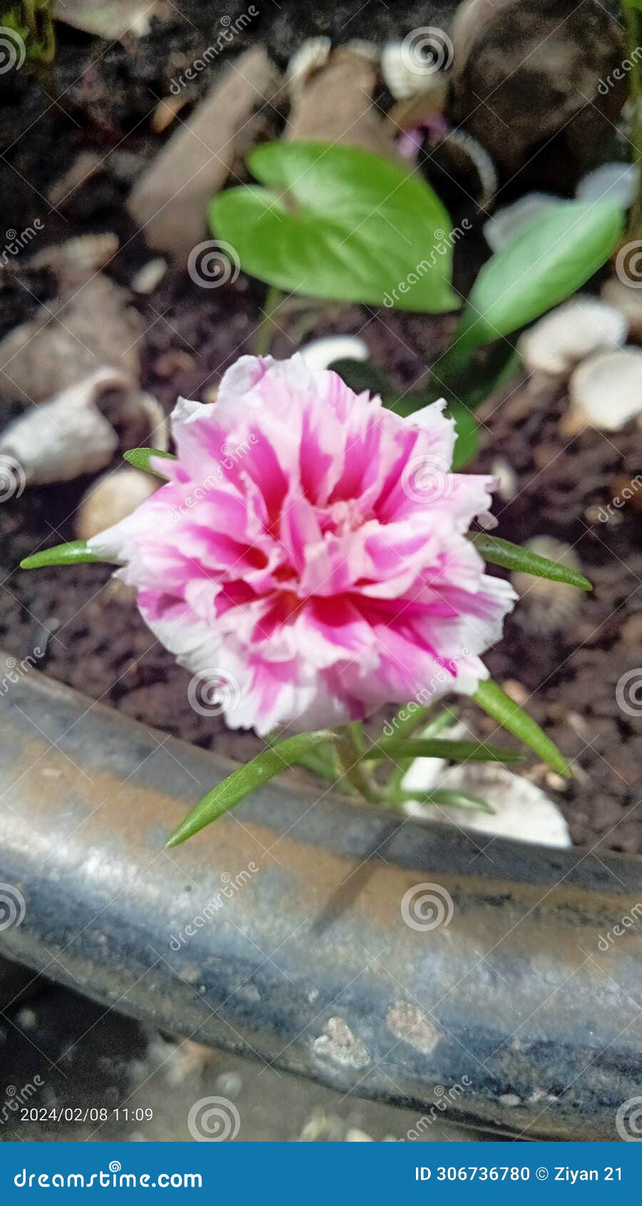 Nine O& X27;clock Flower Blooms Stock Photo - Image of petal, pink ...