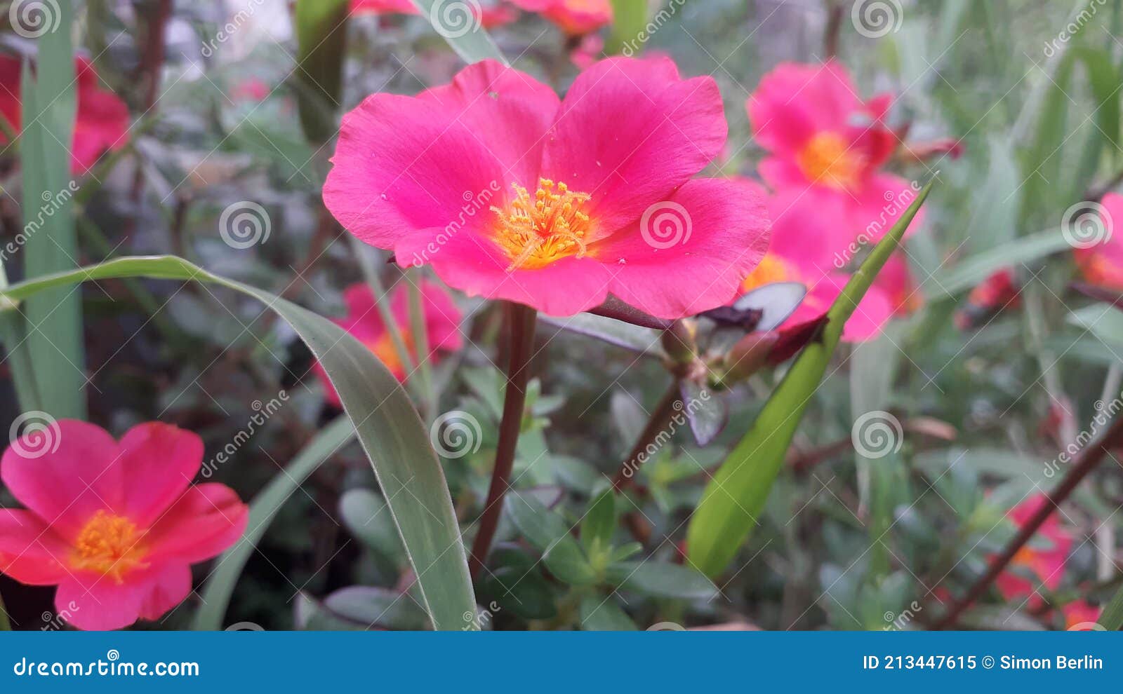 Nine O& X27;clock Flowers Stock Image - Image of leaf, flowers: 213447615