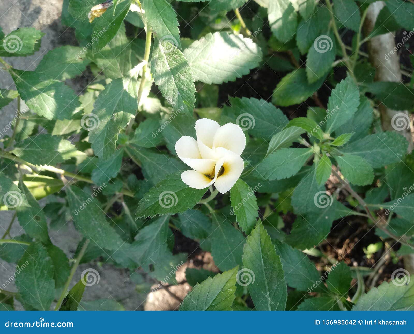 Nine O& X27;clock Flowers Ready To Bloom Stock Photo - Image of ready ...