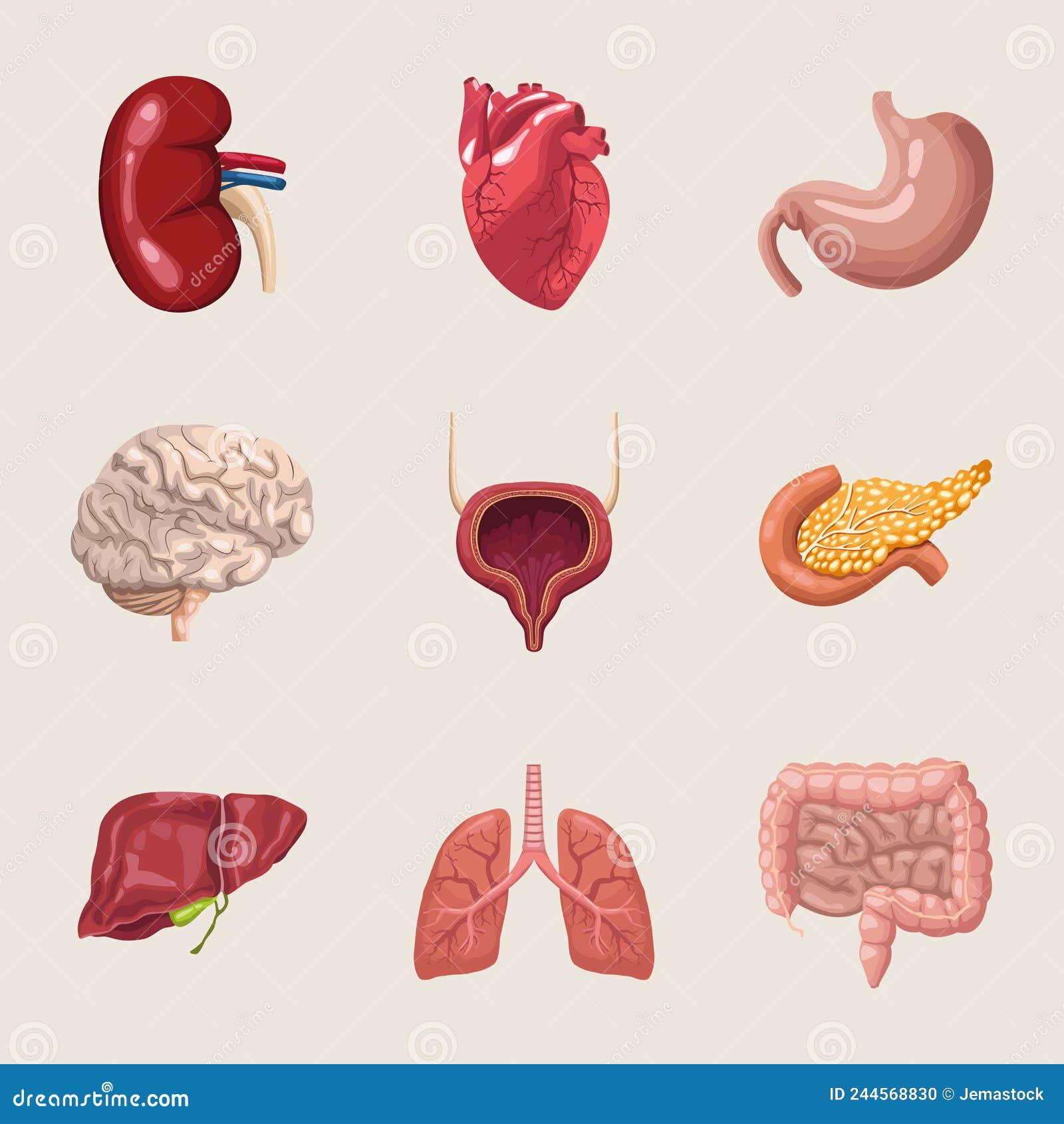 Set Of Realistic Organs Of Gastrointestinal Tract. Human Digestive ...