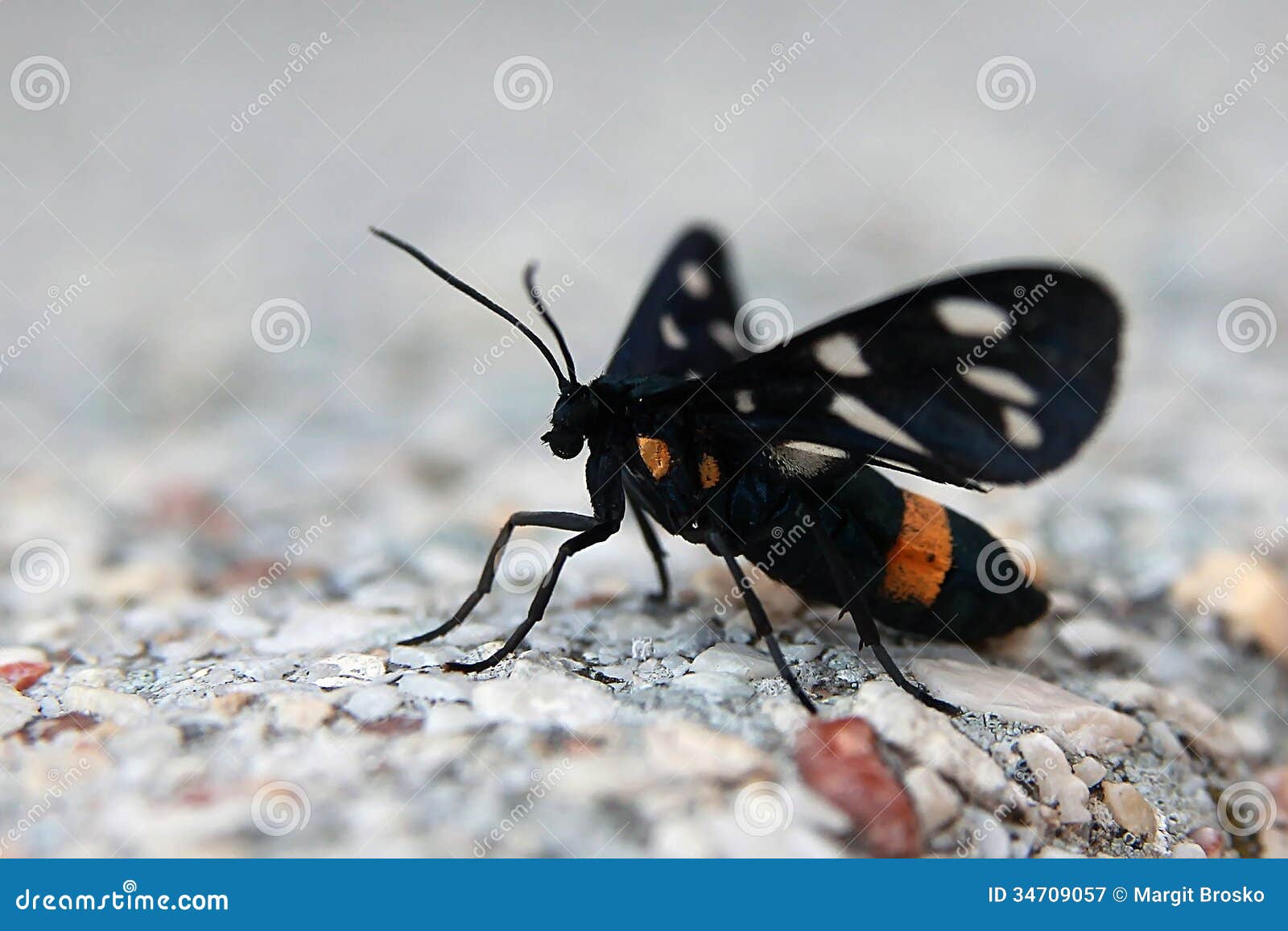 Nine-spotted Moth Or Yellow Belted Burnet Amata Phegea Mating Stock ...