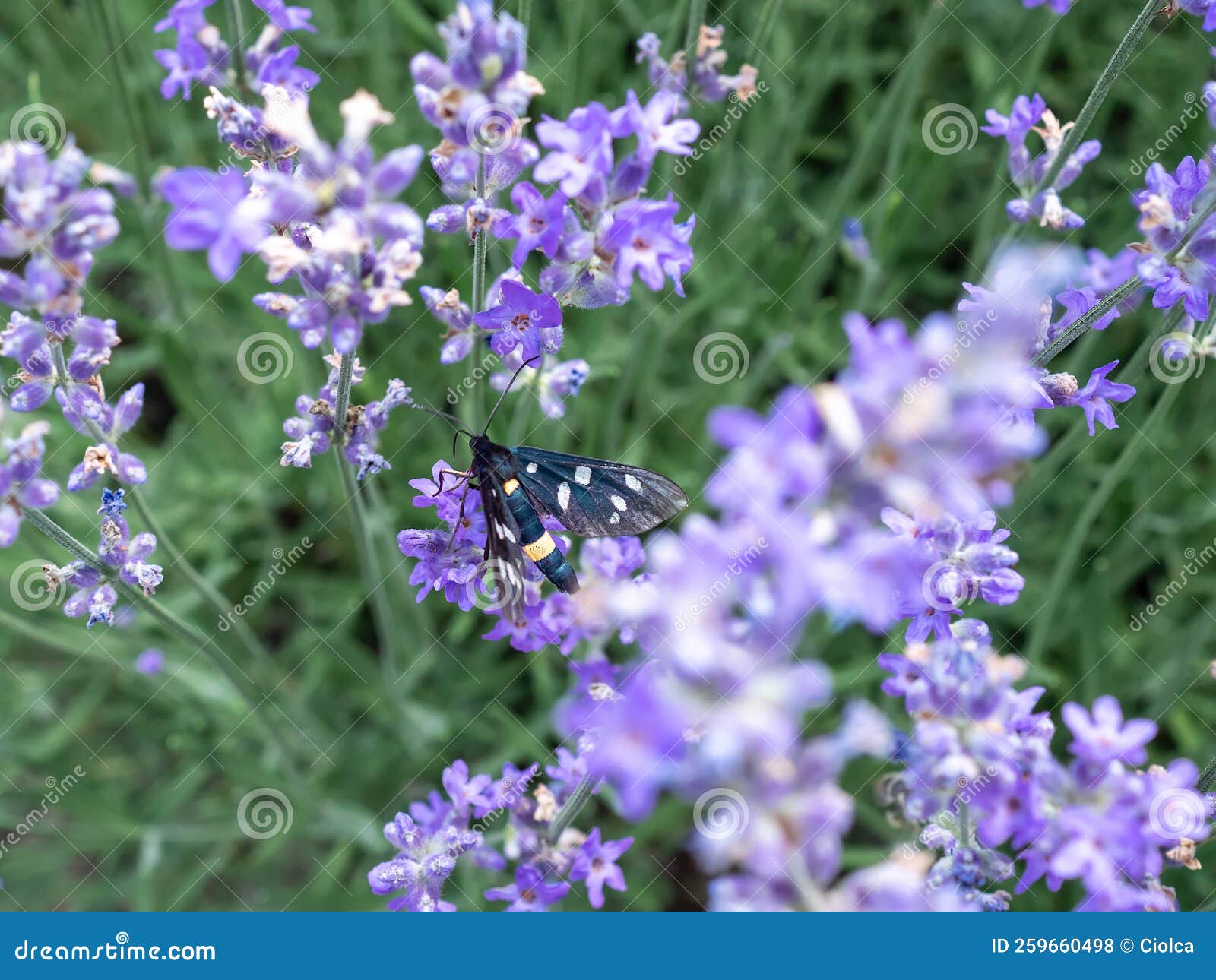 Nine-spotted Moth in Rows of Lavender Stock Photo - Image of natural ...