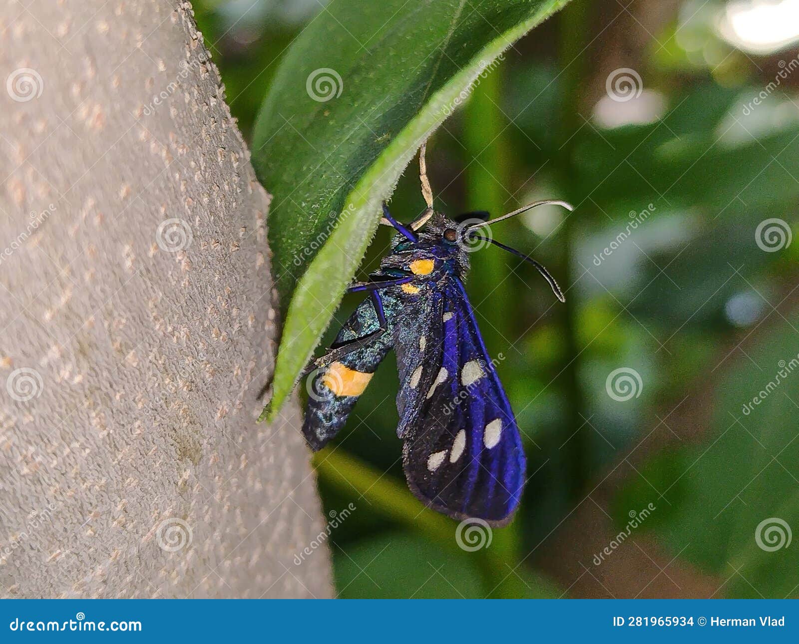 Nine-spotted Moth. Tiger Moths Stock Photo - Image of moth, tiger ...