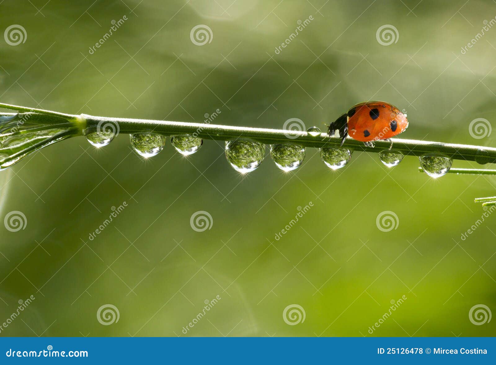 Nine Spotted Orange Ladybug Stock Photo - Image of flower, insects ...