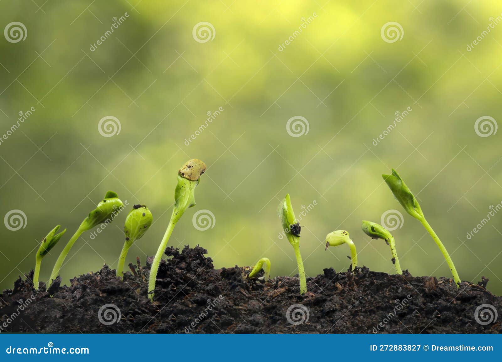 Nine Squash Sprouts Growing Towards the Sun with Copy Space Stock Image ...