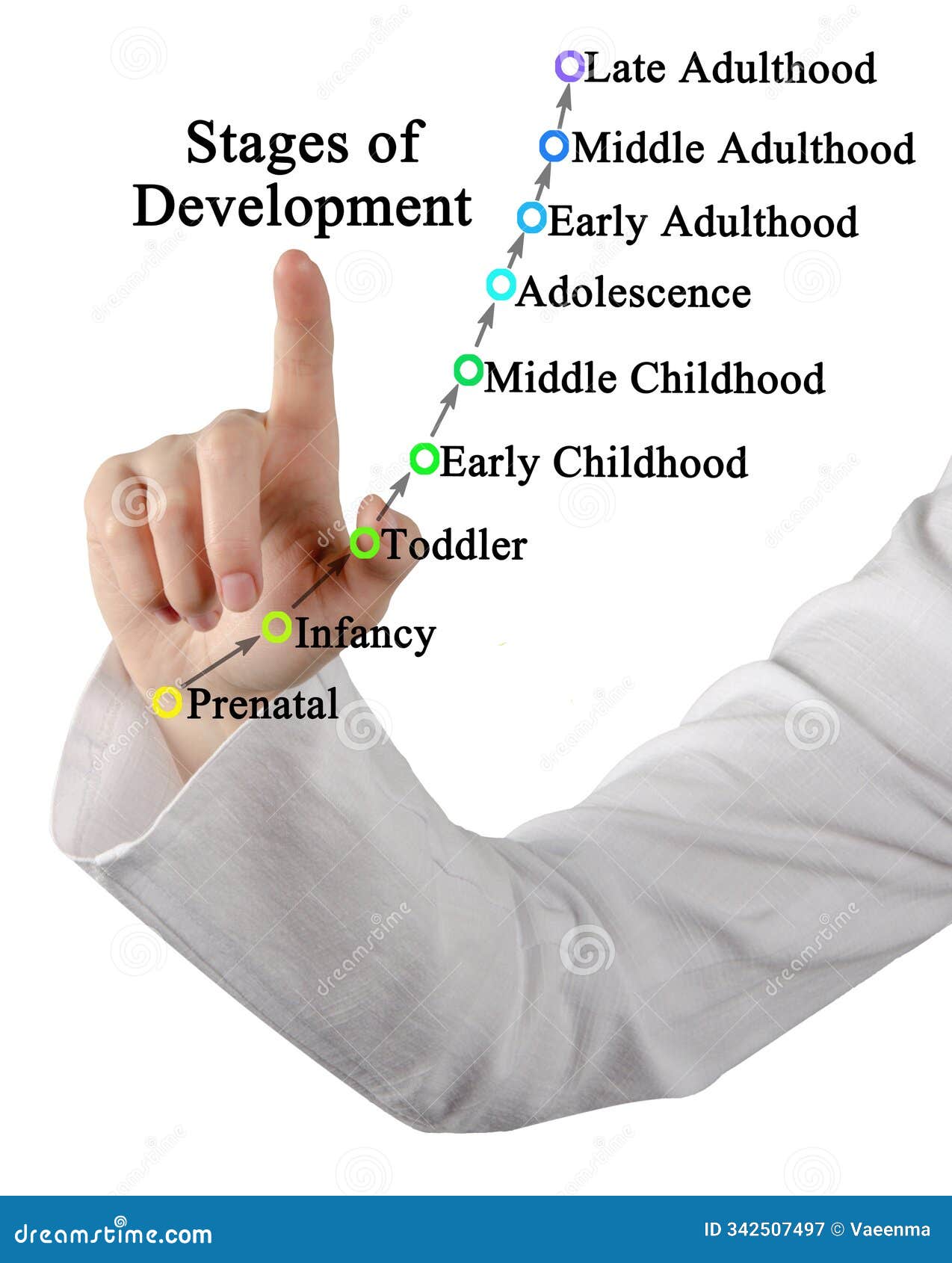 Stages of Development stock image. Image of presenting - 342507497