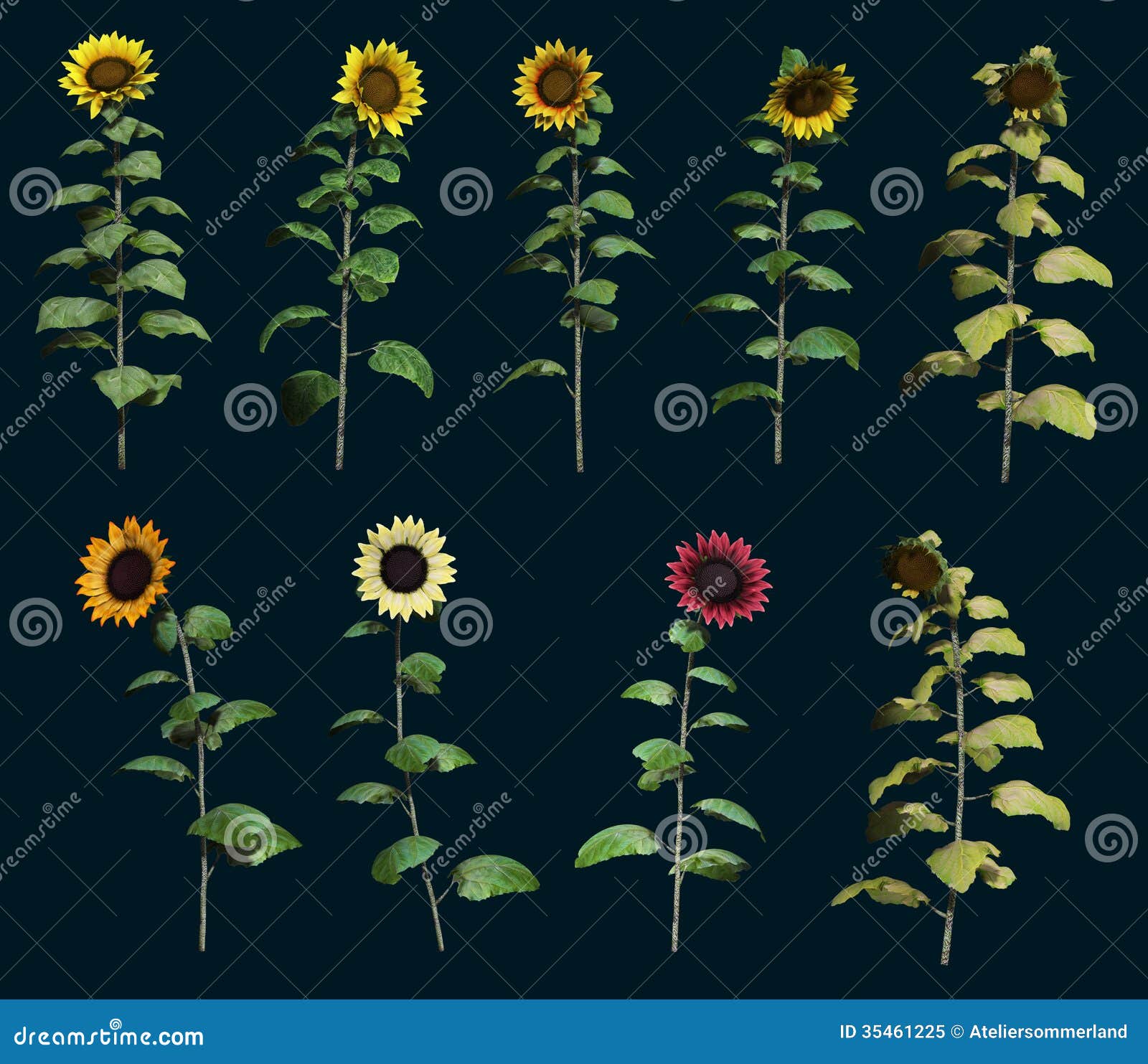 Nine Sunflowers 3d CG stock illustration. Illustration of tall - 35461225
